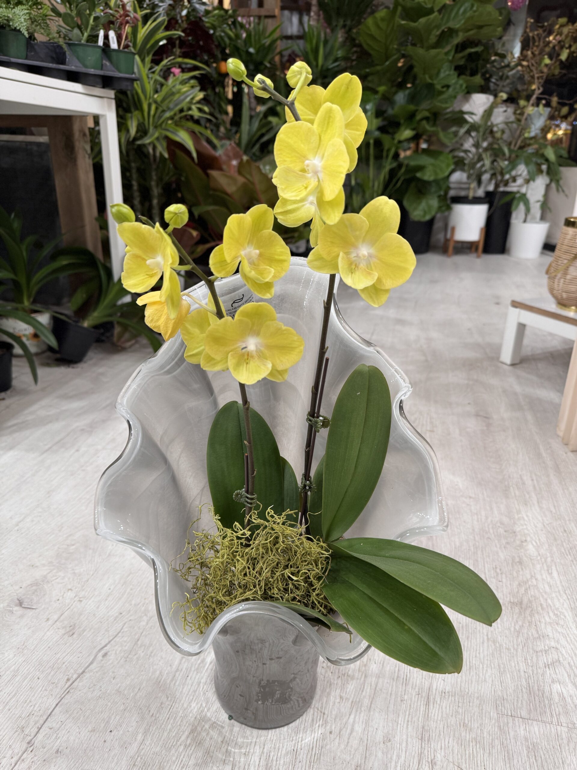 ORCHID IN SHELL POT - Tina's 4Ever Flowers