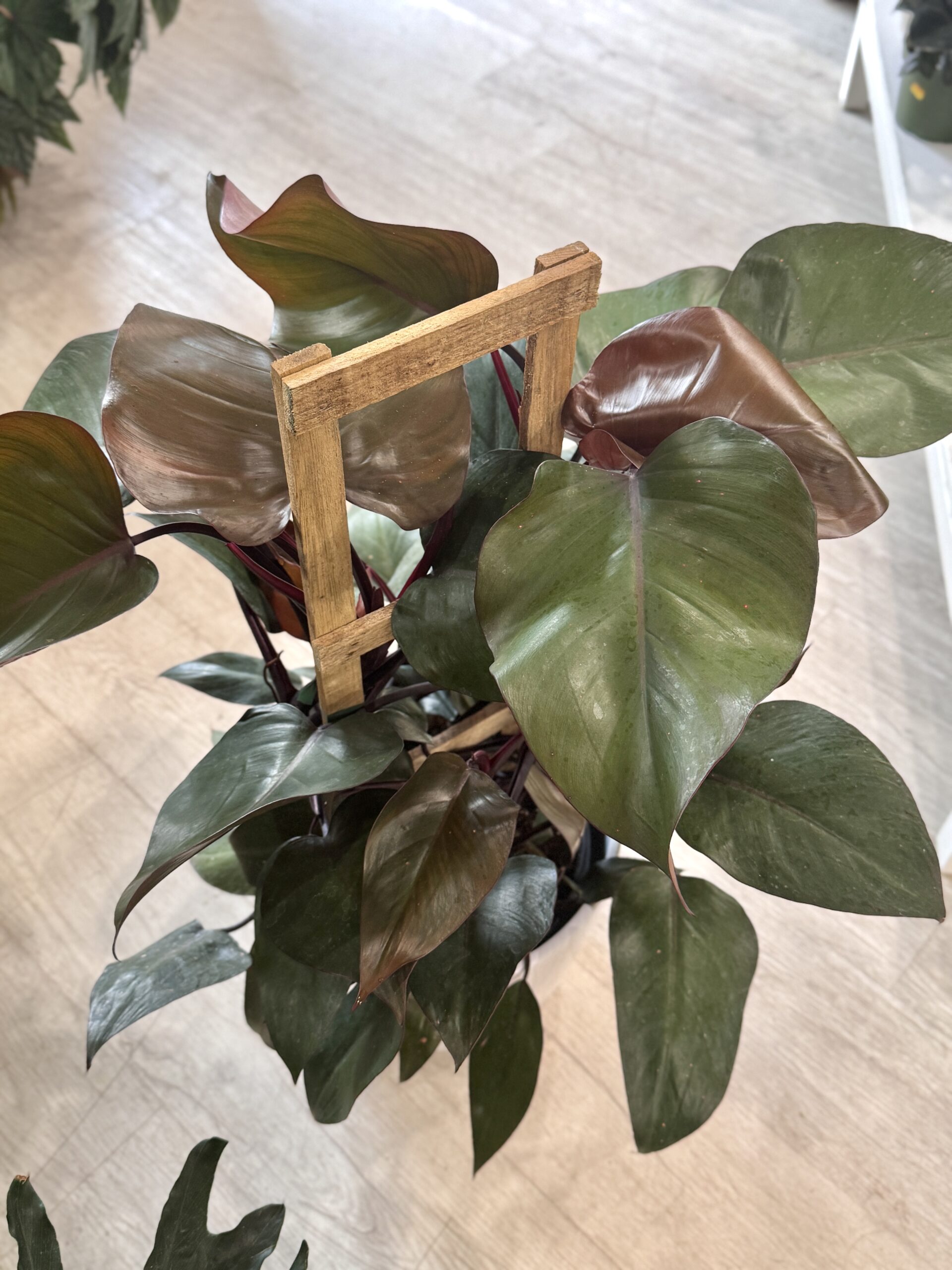 Blushing Philodendron - Tina's 4Ever Flowers