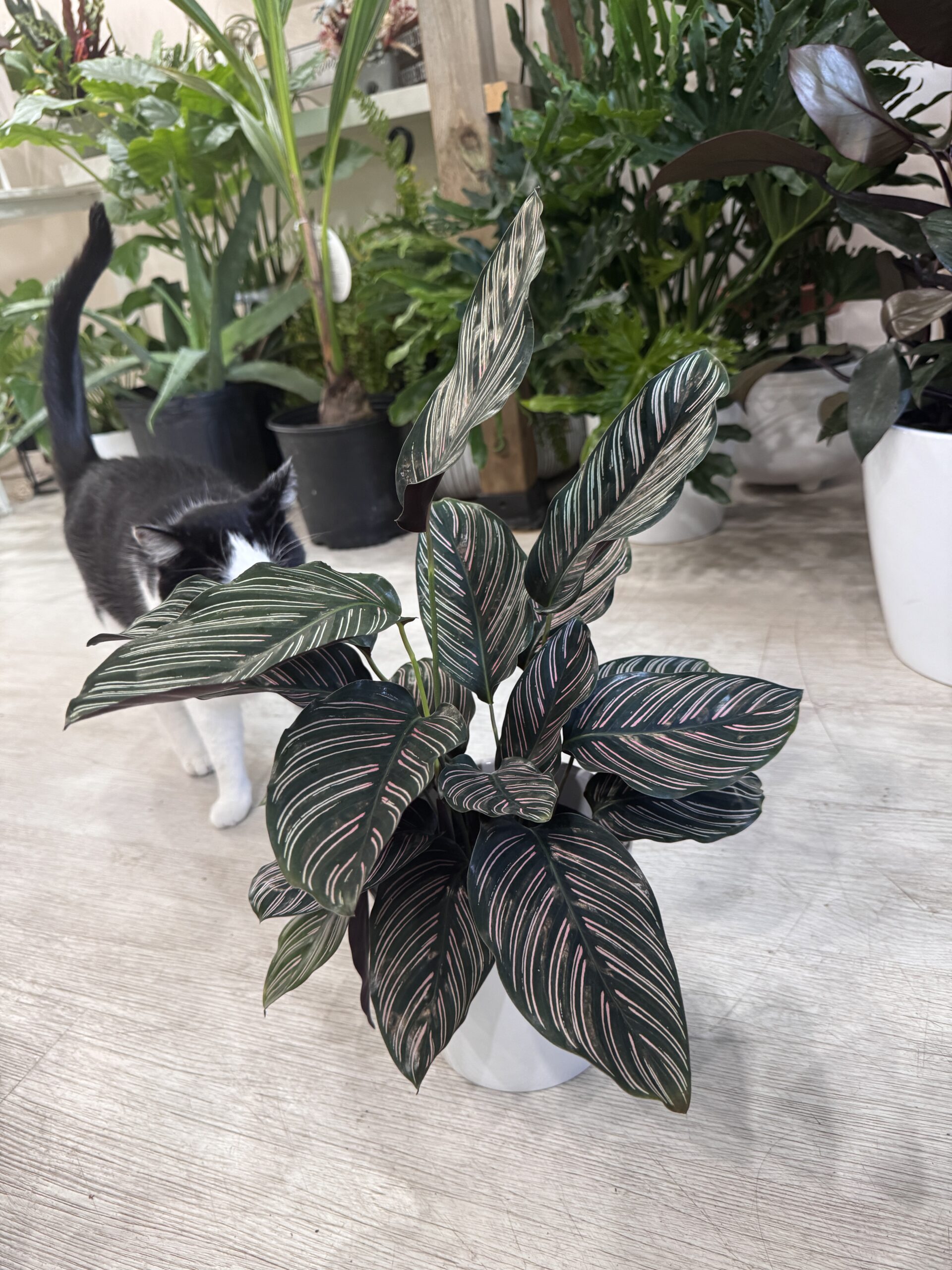 Pin stripe plant - Tina's 4Ever Flowers