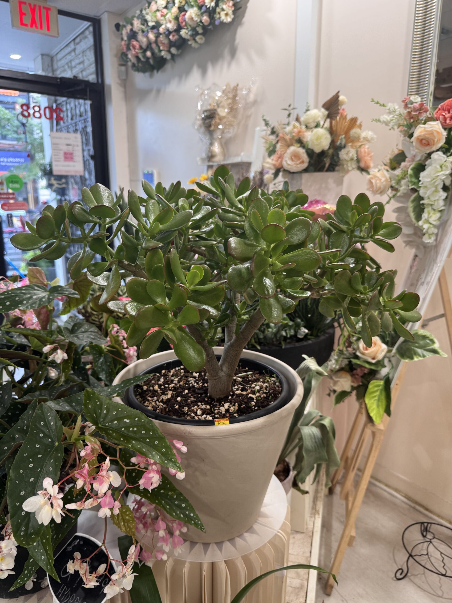 Jade Plant - Tina's 4Ever Flowers